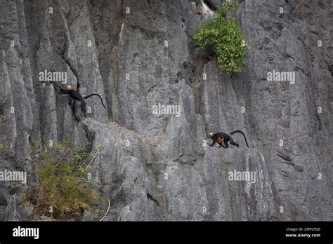 Cat Ba Langur Trachypithecus Poliocephalus Female With Infant On