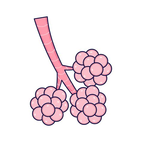 Premium Vector Alveoli Vector Illustration Part Of The Human