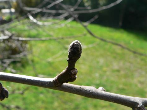 Aggregata Plants And Gardens Fruit Trees Budding In Macedon And Happy