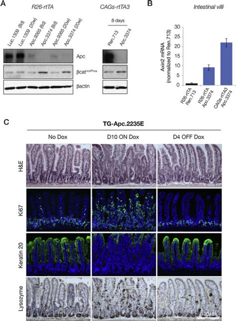 Apc Restoration Promotes Cellular Differentiation And Reestablishes