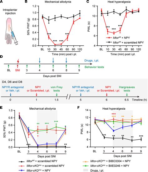 Intraplantar Injection Of Npy Reverses Analgesic Effects Of Mtor