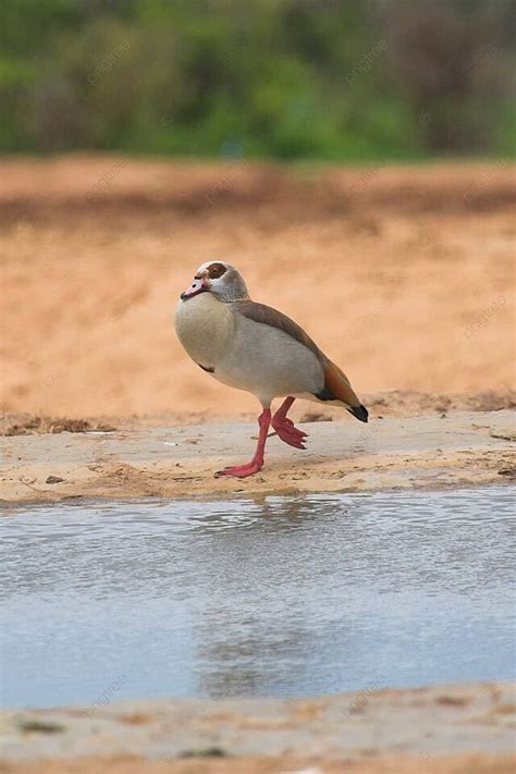 埃及鵝 野生動物園 動物 鳥 照片背景圖桌布圖片免費下載 Pngtree