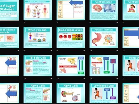 Blood Glucose Homeostasis And Type 2 Diabetes GCSE Revision Teaching