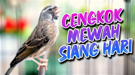 BLACKTHROAT GACOR SUARA JERNIH UNTUK MASTERAN KENARI 89 YouTube