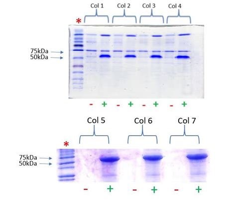 Sds Page Analysis Of Small Scale Protein Induction Proteins Expressed