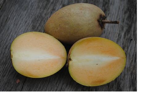 Chiku Benefits कैसी है चीकू की तासीर चीकू के फायदे नुकसान क्या हैं