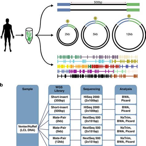 Normalized Coverage Gc Content Windows Base Quality At Gc Download Scientific