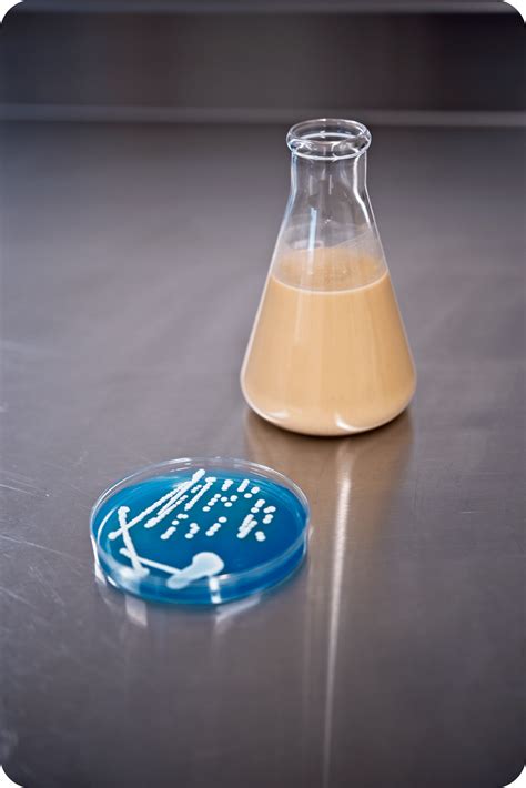 Cidermaking Yeast Cultures Wyeast Labs