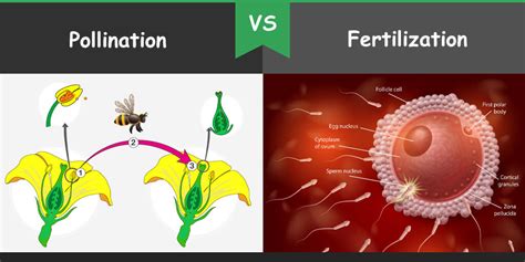 Explain The Difference Between Pollination And Fertilization