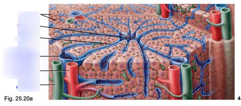 Lobules And Hepatic Triad Diagram Quizlet