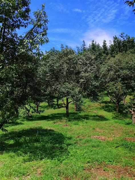 ขายที่สวนทุเรียนโฉนด 16 ไร่ ตำบลพะโต๊ะ อำเภอพะโต๊ะ จังหวัดชุมพร ราคา 7 ล้านบาท ที่ดินร้อยแปด คอม