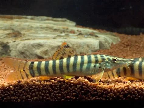 Syncrossus Alchetron The Free Social Encyclopedia