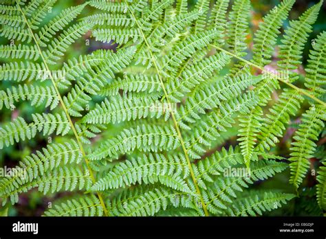 Pteridophyta Common Name