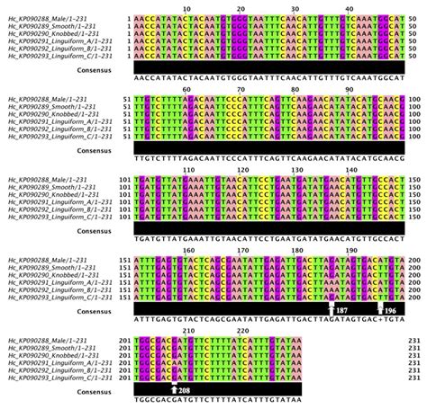 Alignment Of Nucleotide Sequences For The ITS Region To Of