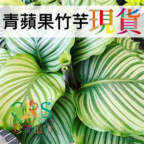 Carnivorus