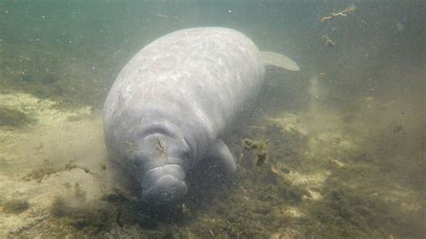 Учени алармират Ламантините във Флорида са на изчезване ВИДЕО Общество Светът Новините