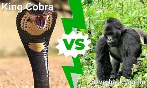 King Cobra Vs Silverback Gorilla Which Fearless Fighter Wins A Z