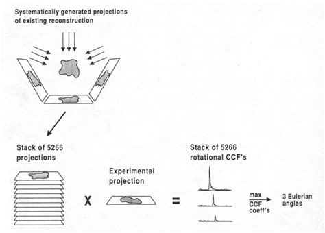 7 Schematic Illustration Of The 3D Projection Alignment To Assess Euler