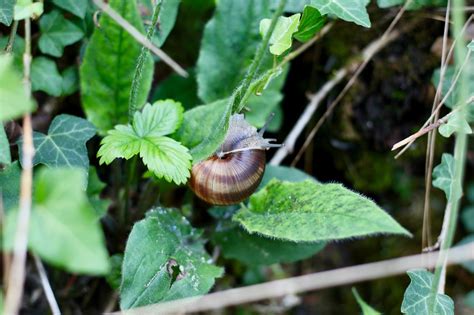 Siput Kerang Foto Gratis Di Pixabay Pixabay