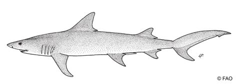 Hemipristis Elongata Danh LỤc ĐỎ ViỆt Nam