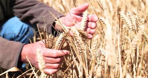 Alentejo Produção De Cereais Aumenta Mas Sem Qualidade Tribuna Alentejo