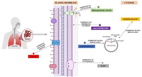 克服结核分枝杆菌耐药性：新药和重新定位策略 Acs Omega X Mol