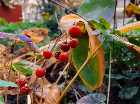 빨간색 과일 가을 Pixabay의 무료 사진 Pixabay