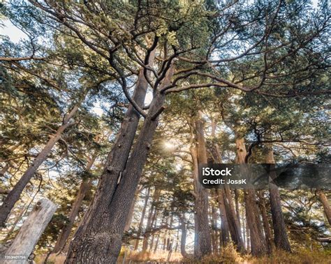 세드루스 리바니 나무 에 신의 삼나무 숲 아르즈 Bsharri 레바논 0명에 대한 스톡 사진 및 기타 이미지 0명 경관