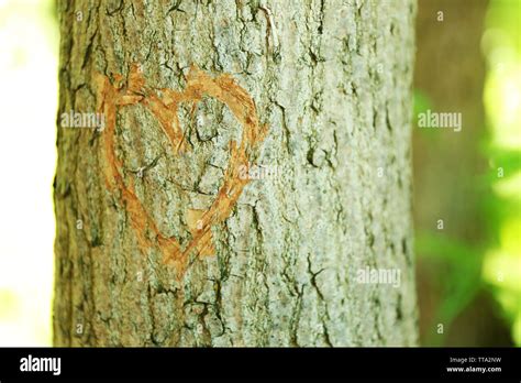 Heart Carved In Tree Close Up Stock Photo Alamy