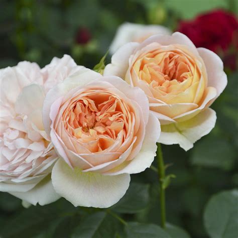 ジュールヴェルヌ商品一覧 The Rose Shop｜バラ専門店 ザローズショップ 本店