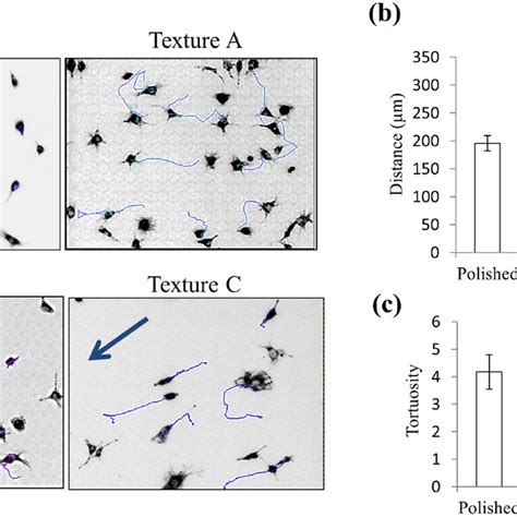 Cell Mobility Analyzed By Time Lapse Microscopy For 12 H A Migratory Download Scientific