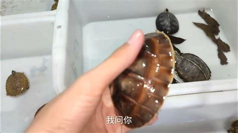 广州乌龟市场通货蛋龟尾苗都卖多少钱？窄桥跟墨西哥有点跳水！ 烏龜 Youtube