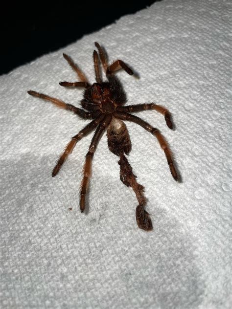 What S The Sex R Tarantulas