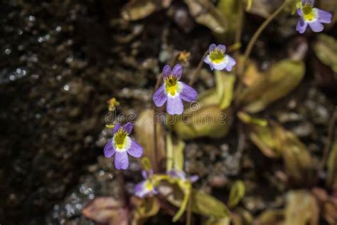 Butterwort De La Planta Carn Vora En Rocas Serpentinas En Grecia Foto