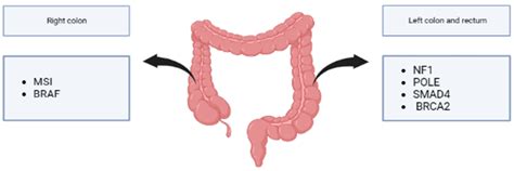 Mutation Predominance In Eocrc In Right Vs Left Colon Right Colon