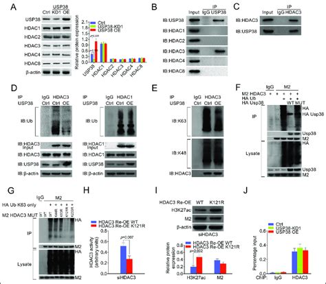 Usp38 Is A Deubiquitinase Of Hdac3 A Protein Levels Of Hdacs In