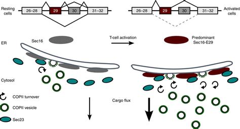 Model Summarizing The Adaptation Of The Early Secretory Pathway Upon