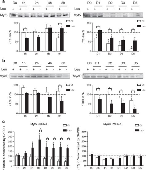 Figure 2 From Leucine Limitation Regulates Myf5 And Myod Expression And
