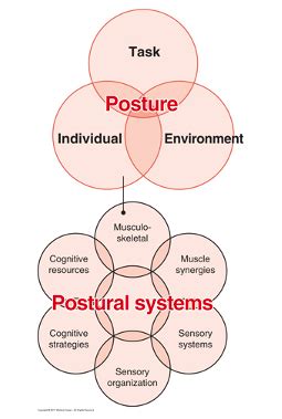 Motor Control And Motor Learning Postural Control Flashcards Quizlet