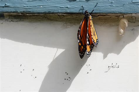 Nature Watch Migrating Generation Of Monarchs Homegrown Iowan