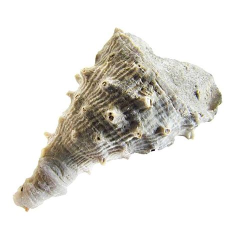Horn Coral Fossil Lophophyllidium Spinosum