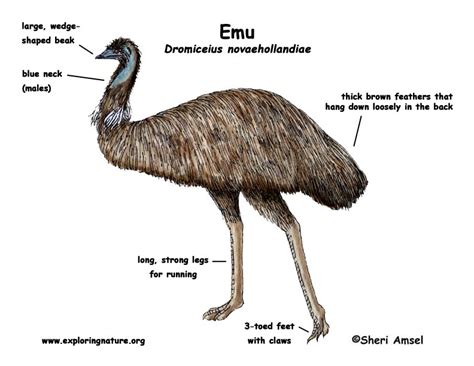 Emu
