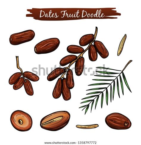 2521 Dates Seeds Stock Vectors And Vector Art Shutterstock