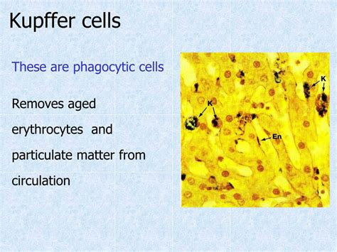 Ppt Structure Of The Liver Gallbladder And Pancreas Powerpoint
