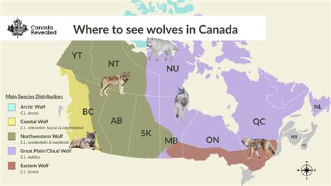 How To See Wolves In Canada Distribution And Tips To See Them