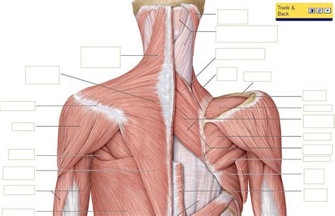 Head And Neck Muscles Blank