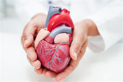 Cardiovascular Disease Cvd Doctor With Heart Human Model Anatomy For