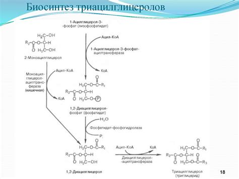 Биосинтез жирных кислот и триацилглицеролов Обмен липидов Лекция 13