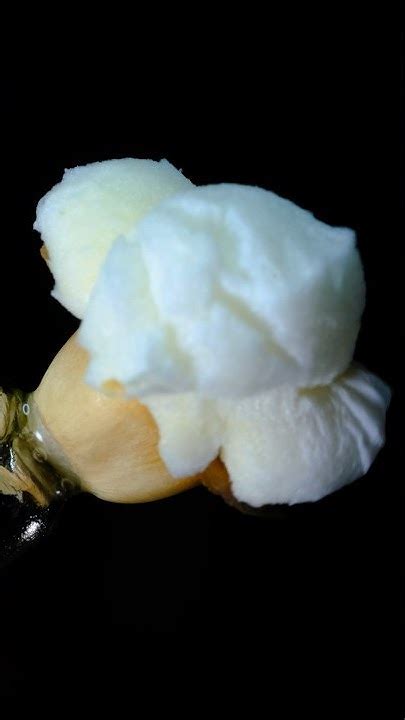 Popcorn Popping In Slow Motion See The Kernel Explode In Close Up