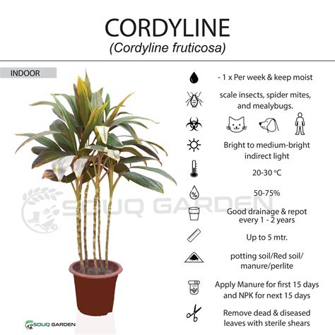Cordyline Souq Garden
